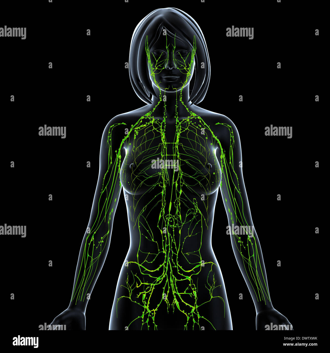 Lymphatic system thorax drawing Stock Photo - Alamy