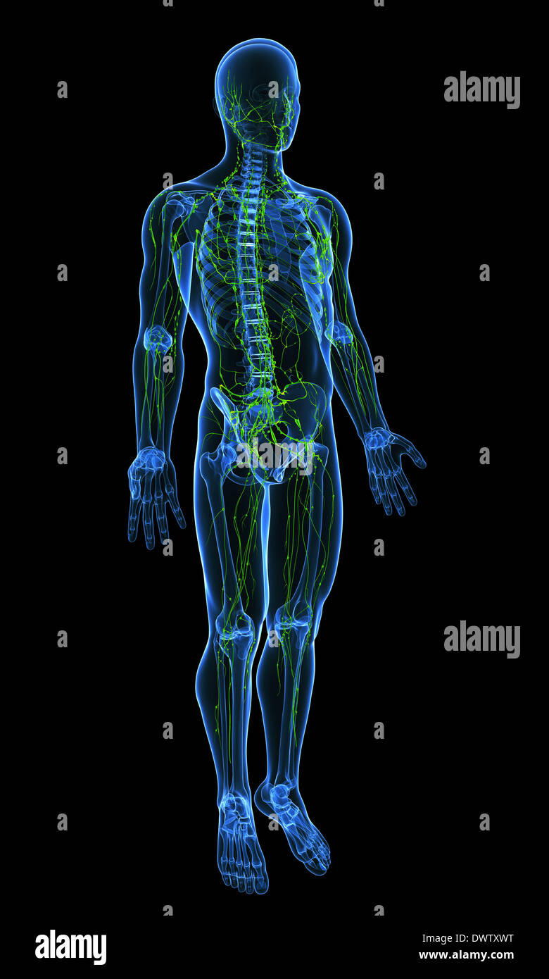 Lymphatic system drawing Stock Photo - Alamy