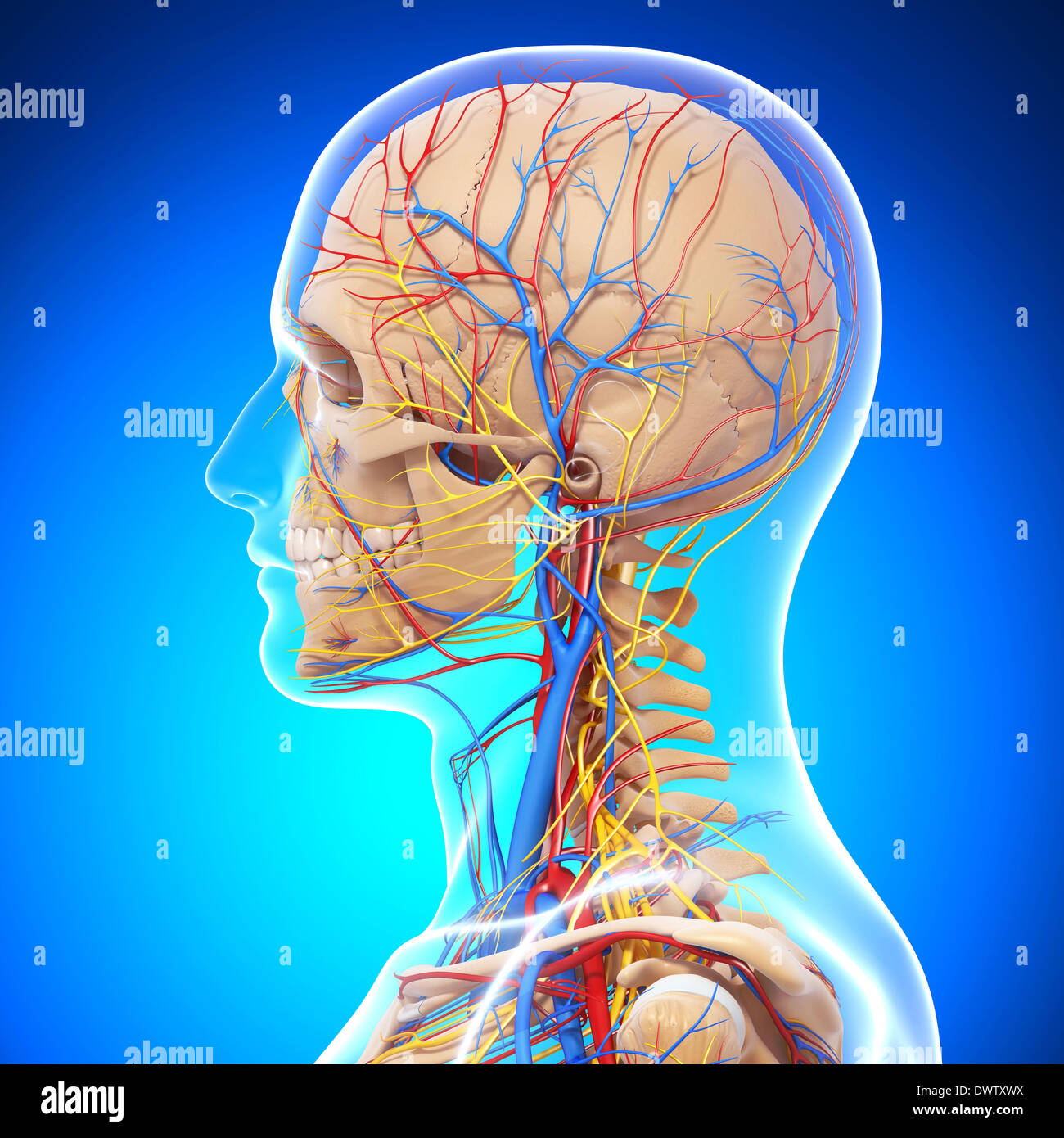 Blood circulation neck head drawing Stock Photo - Alamy