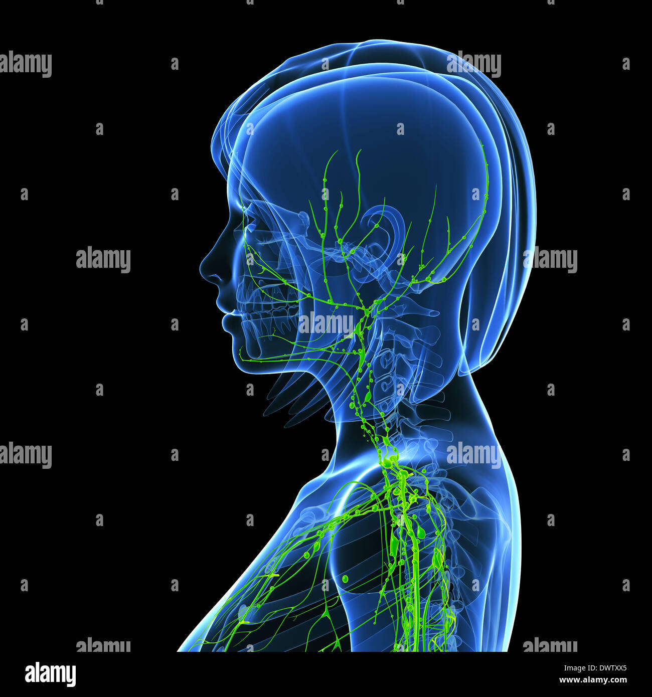 Lymphatic System Head And Neck