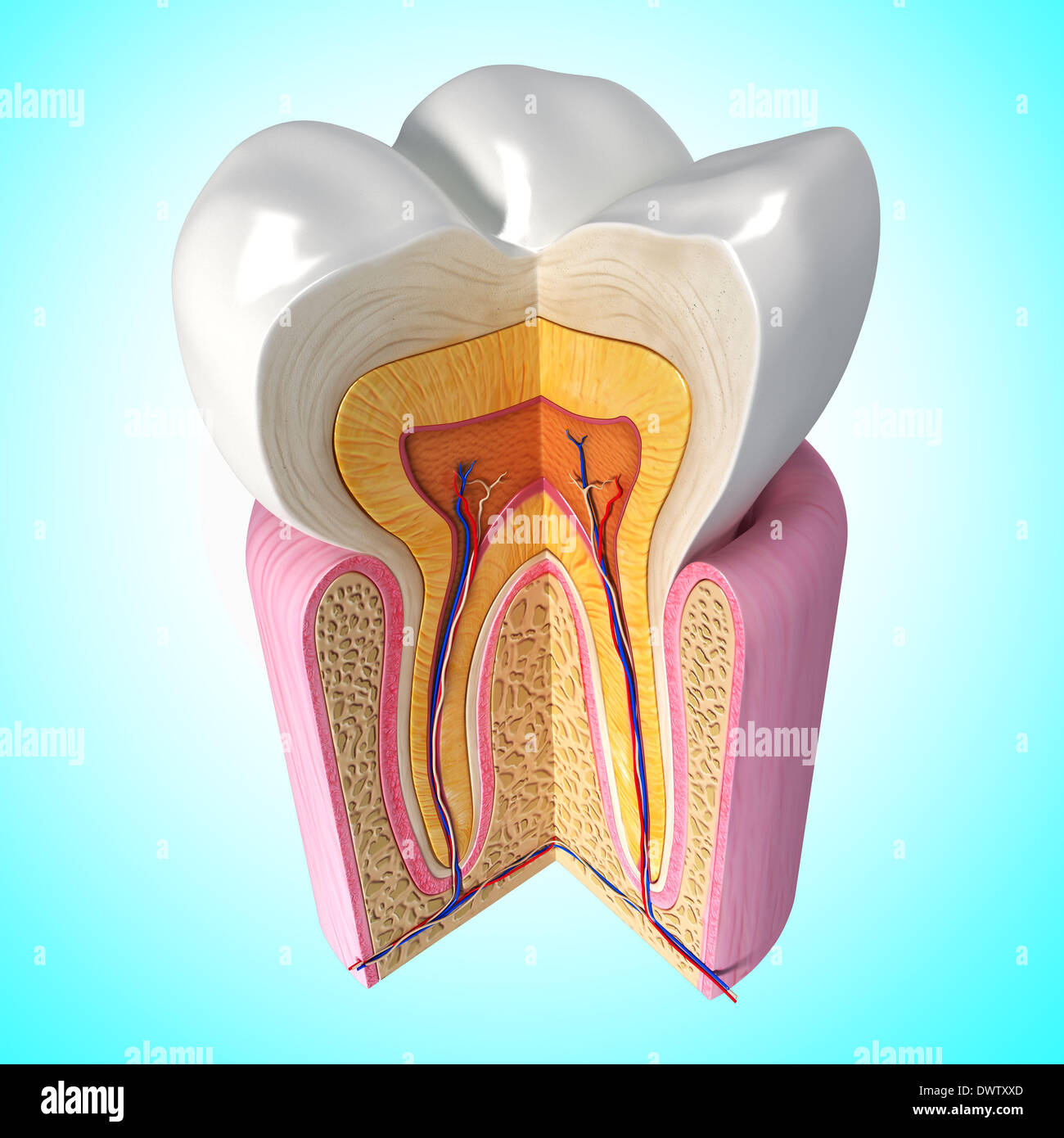 Tooth drawing Cut Out Stock Images & Pictures - Alamy