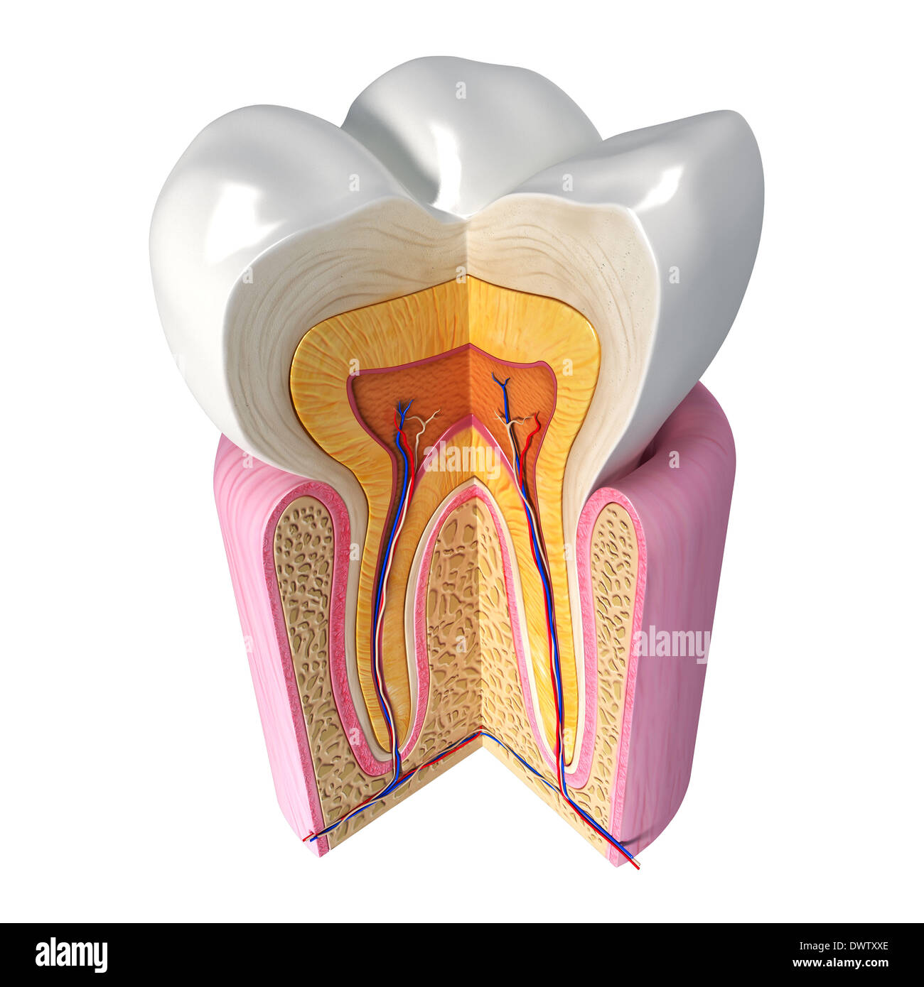 Gingival Cut Out Stock Images & Pictures - Alamy