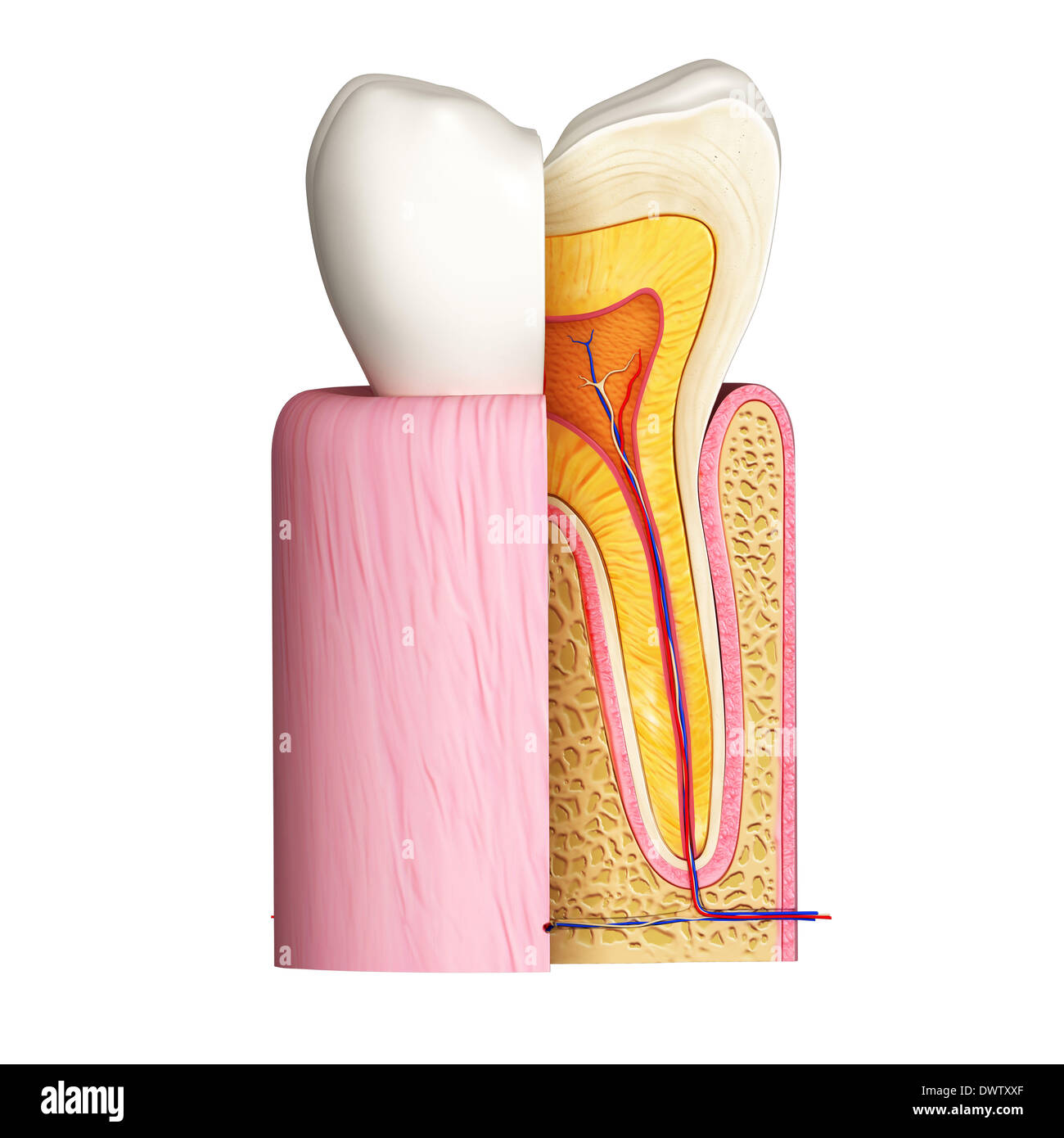 Human tooth cut out Cut Out Stock Images & Pictures - Alamy