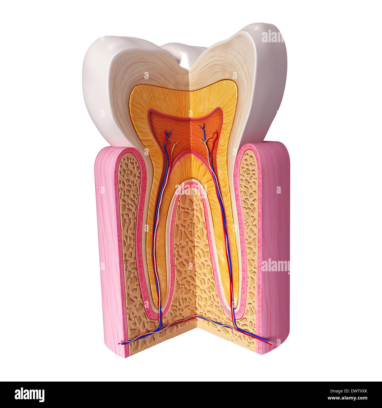Gingival enamel science hi-res stock photography and images - Alamy