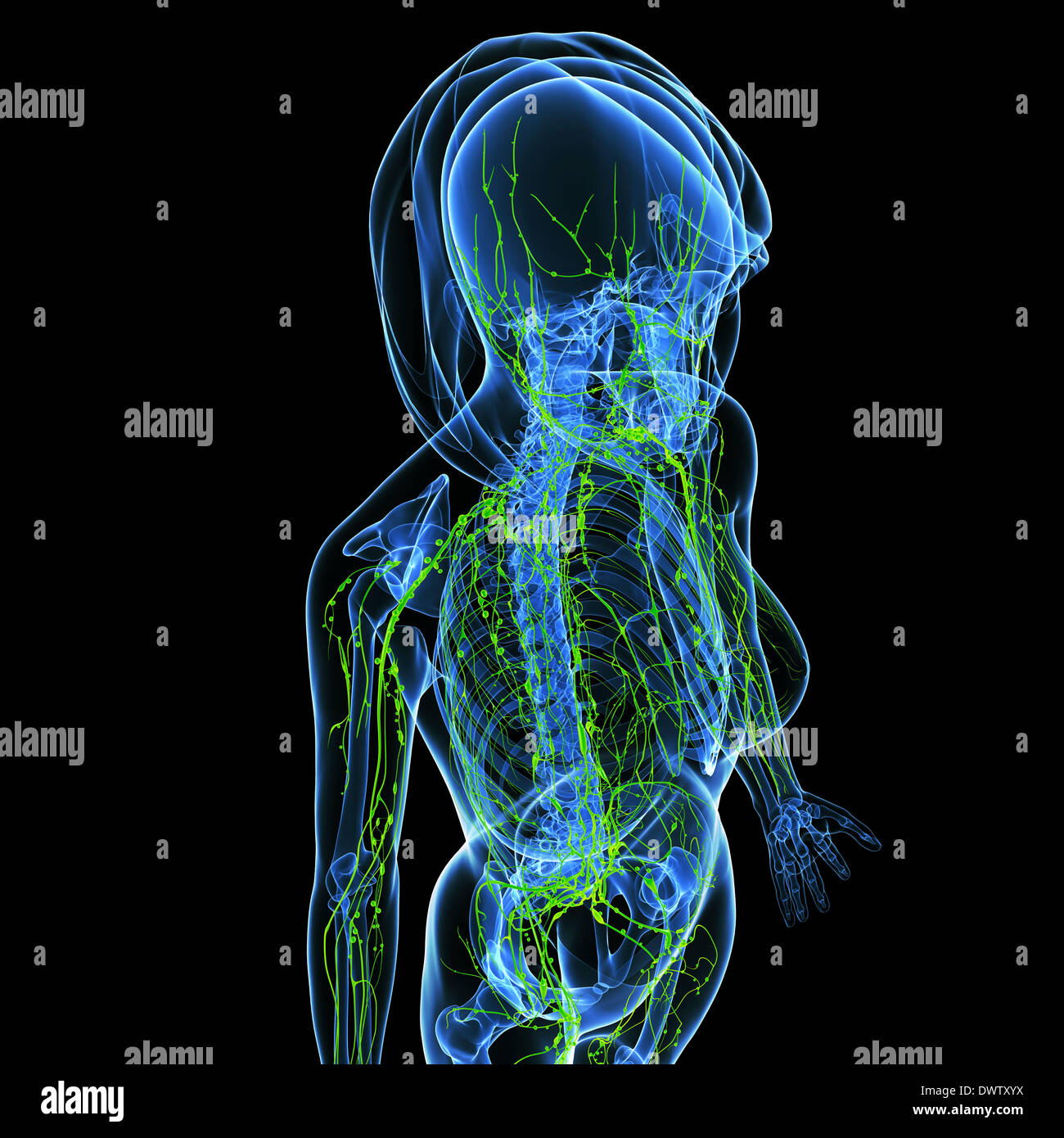 Lymphatic system thorax drawing Stock Photo - Alamy