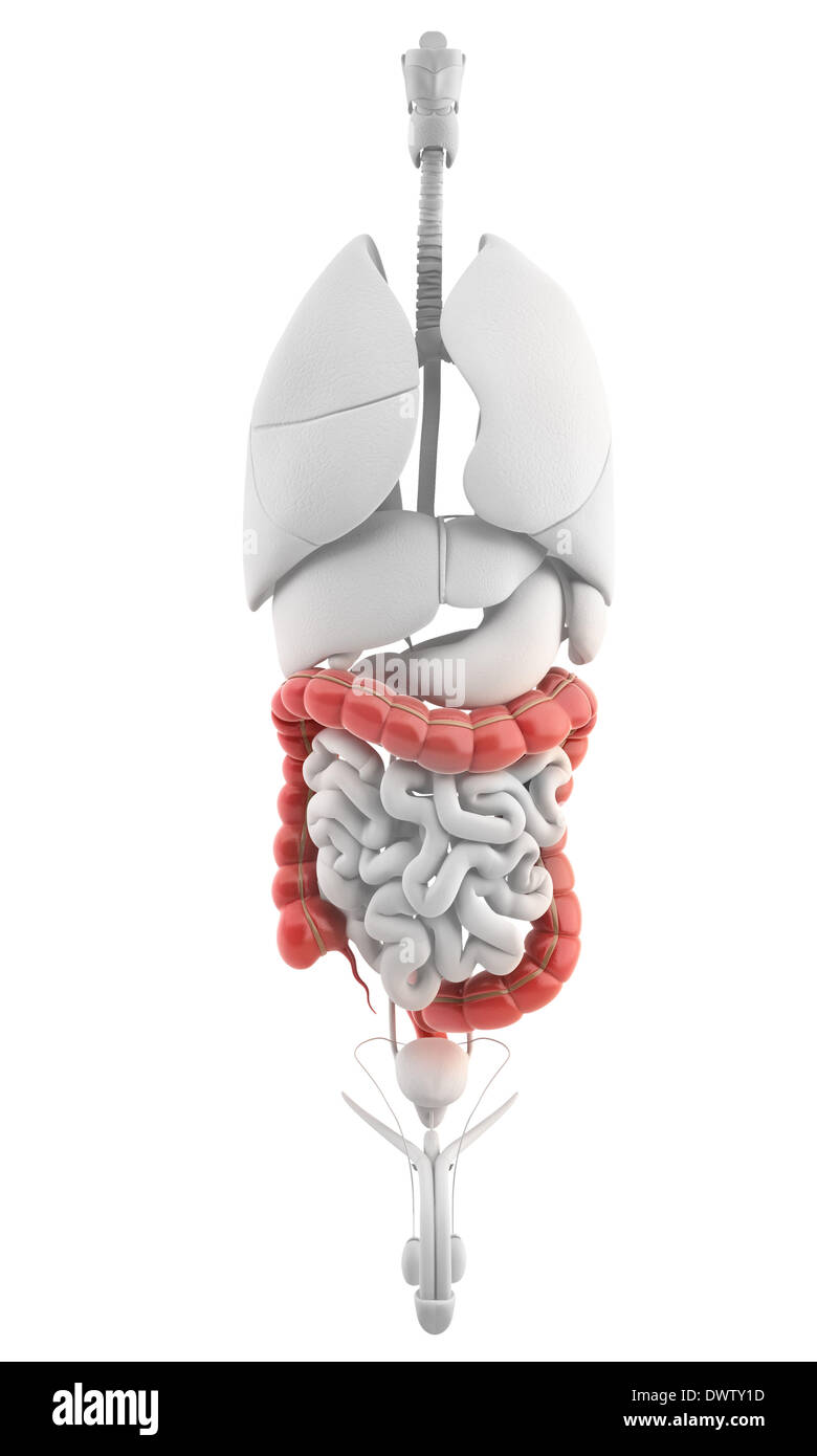 Large intestine drawing Stock Photo - Alamy