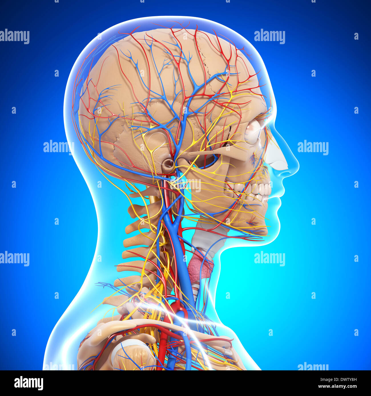 Blood circulation neck head drawing hi-res stock photography and images ...