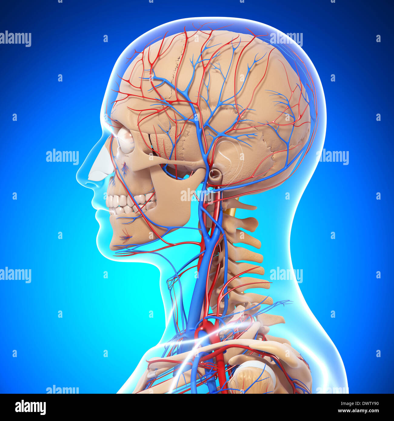Blood circulation neck head drawing hi-res stock photography and images ...