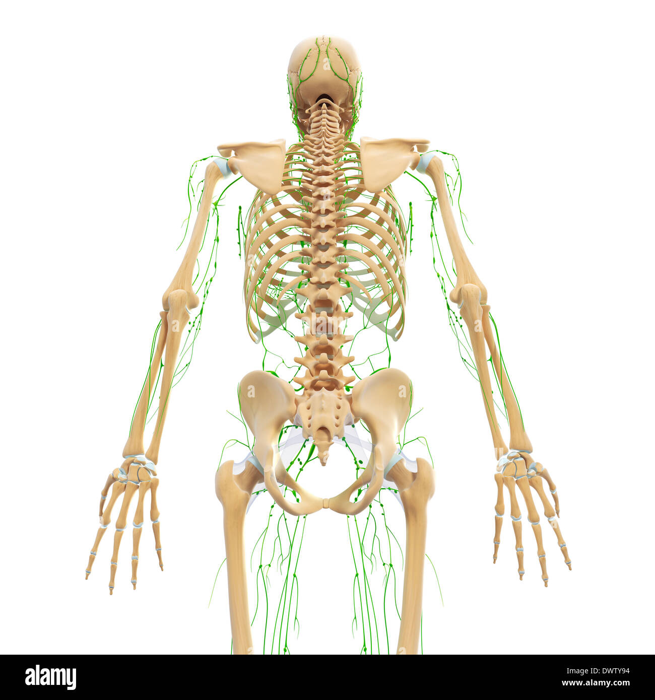 Lymphatic system drawing Stock Photo - Alamy