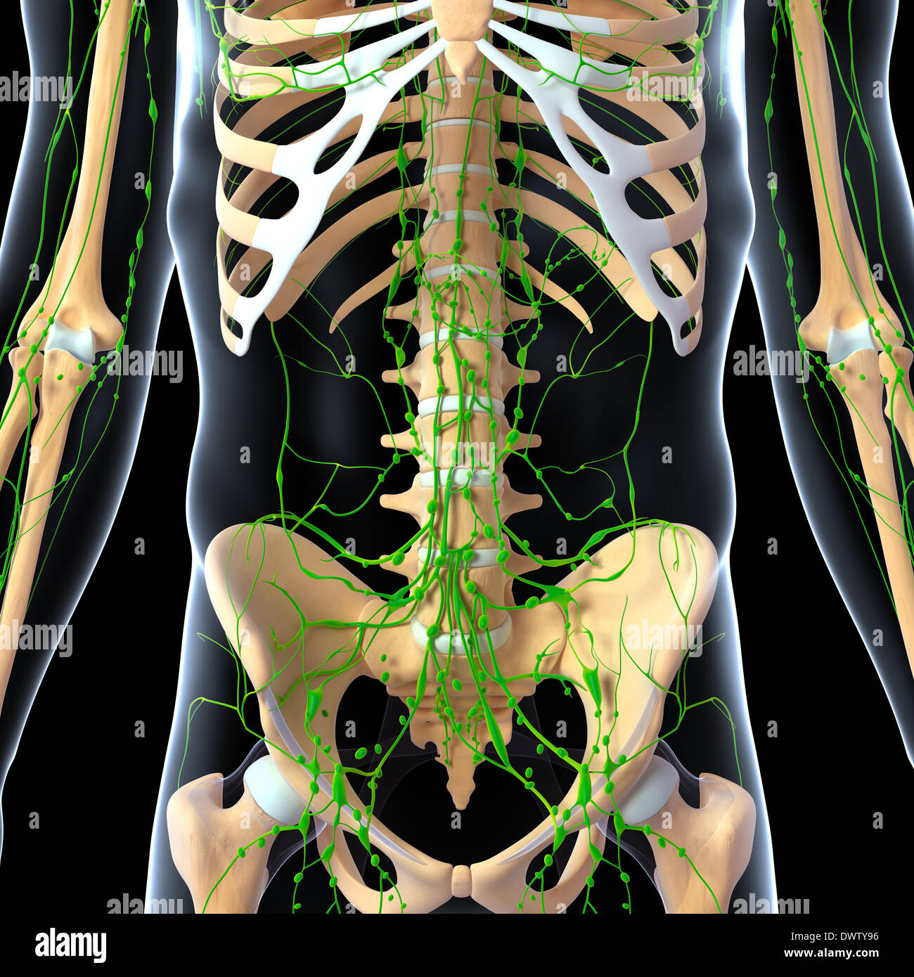 Lymphatic system abdomen drawing Stock Photo - Alamy