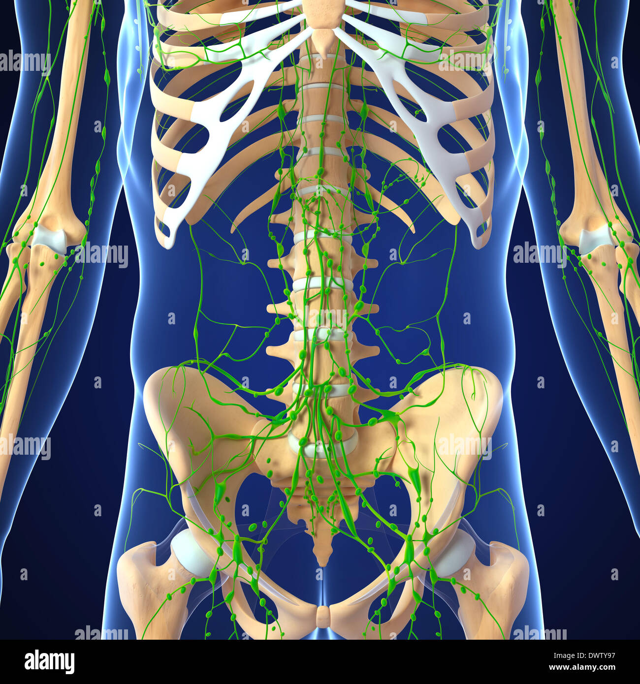 Lymphatic system abdomen drawing Stock Photo - Alamy