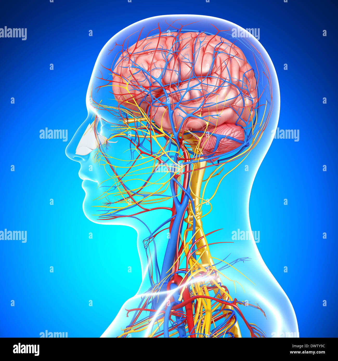 Blood circulation neck head drawing hi-res stock photography and images ...