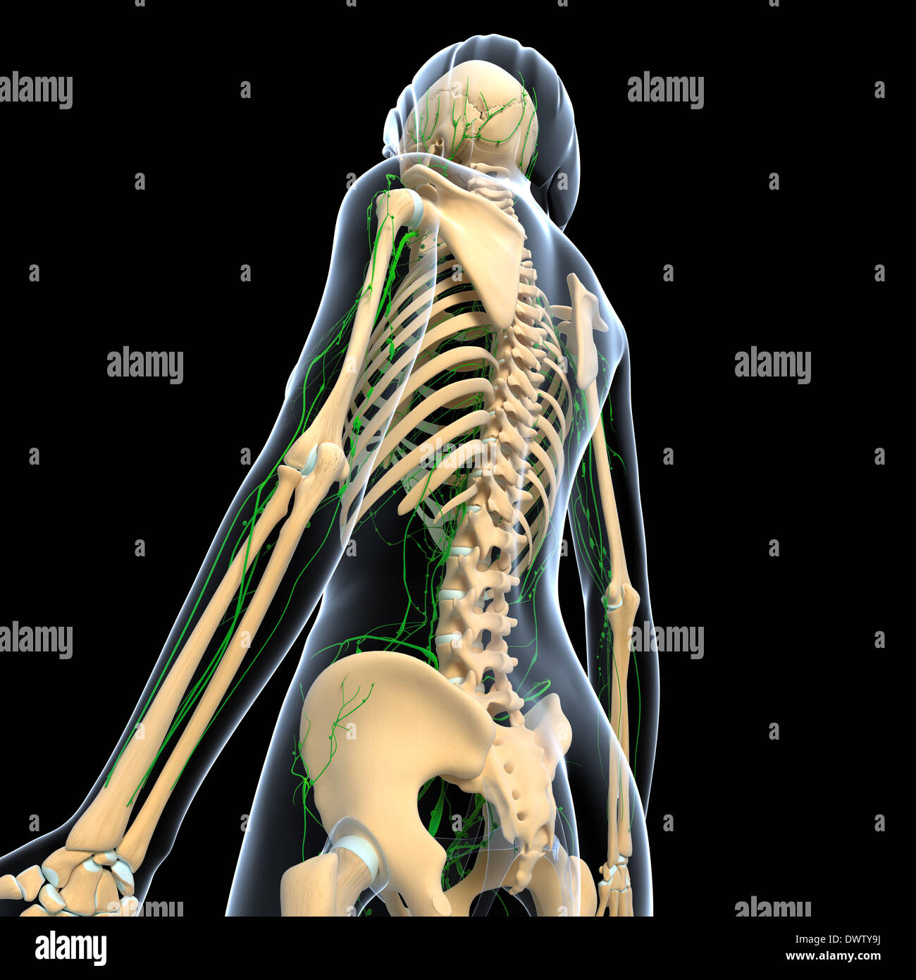 Lymphatic system back drawing Stock Photo - Alamy