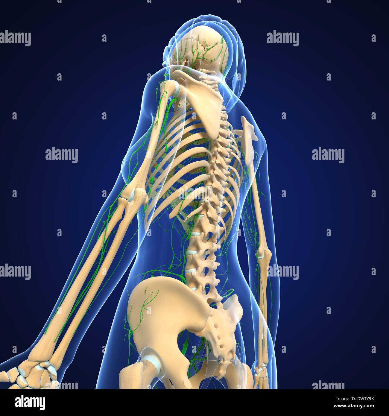 Lymphatic system back drawing Stock Photo - Alamy