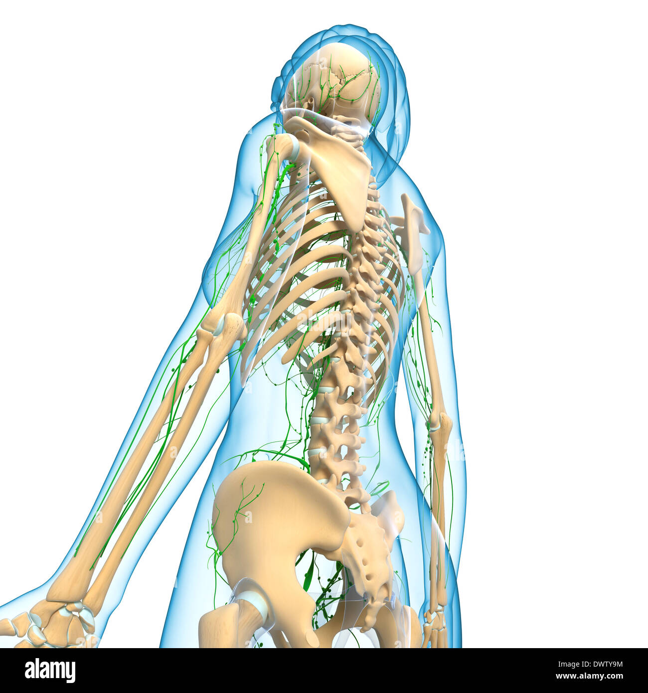 Lymphatic system back drawing Stock Photo - Alamy