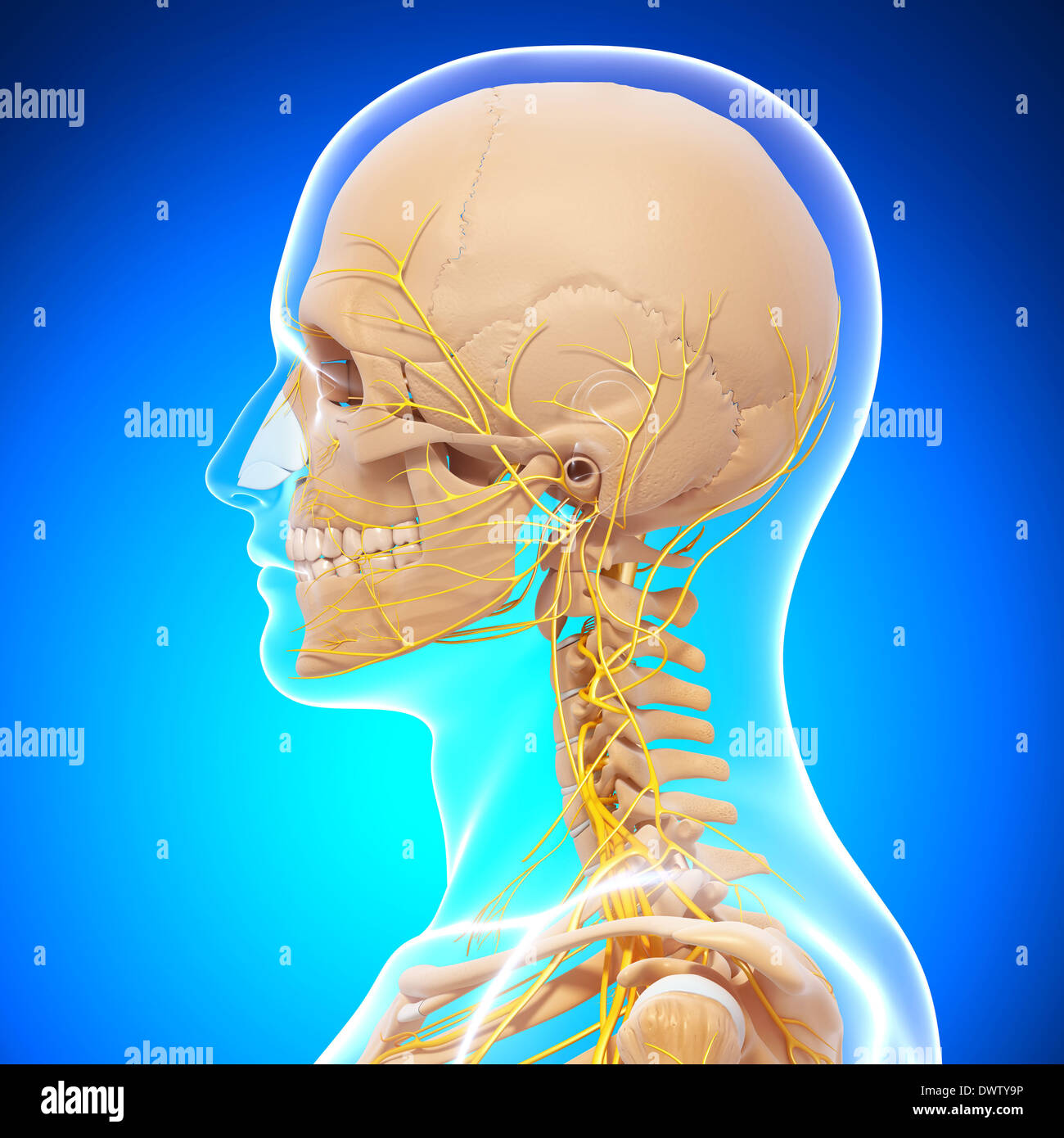 Peripheral nervous system head neck drawing Stock Photo - Alamy