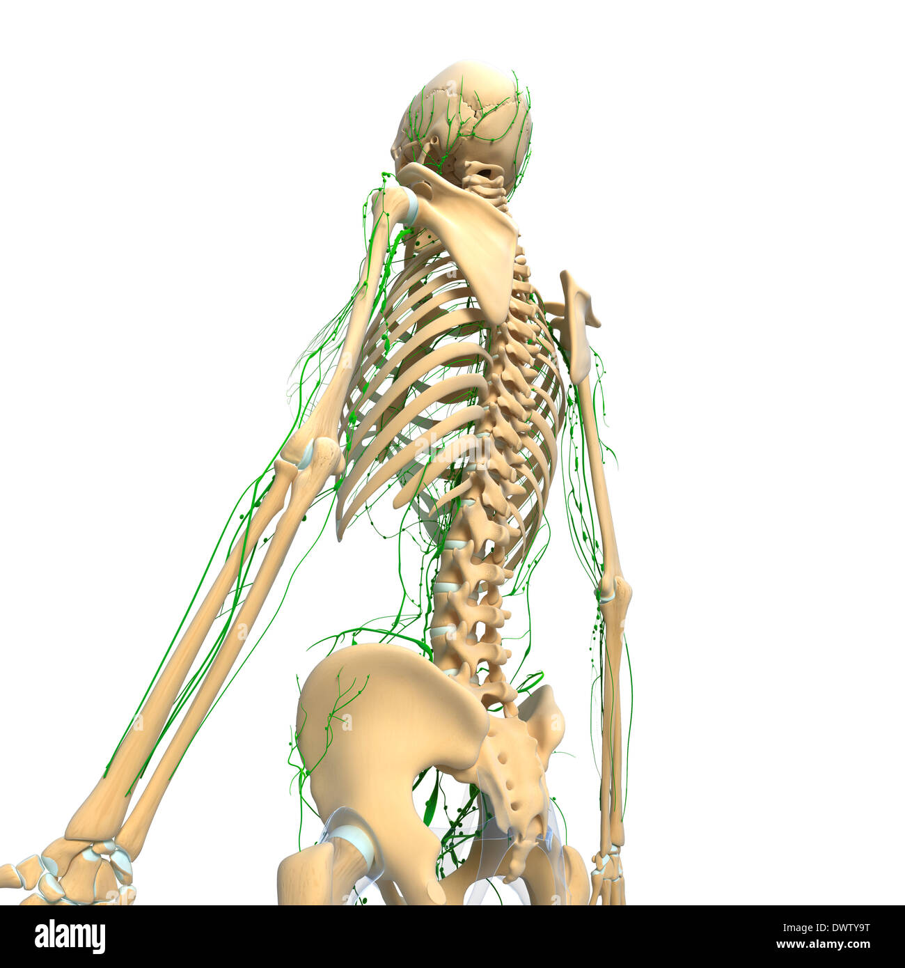 Lymphatic system vertebral column drawing Stock Photo - Alamy