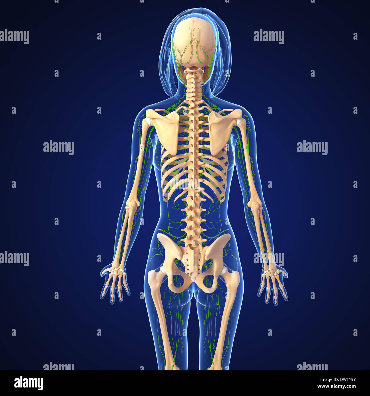 Lymphatic system drawing Stock Photo - Alamy