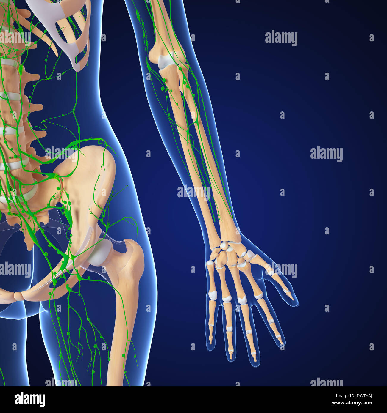 Lymphatic system pelvis drawing Stock Photo - Alamy