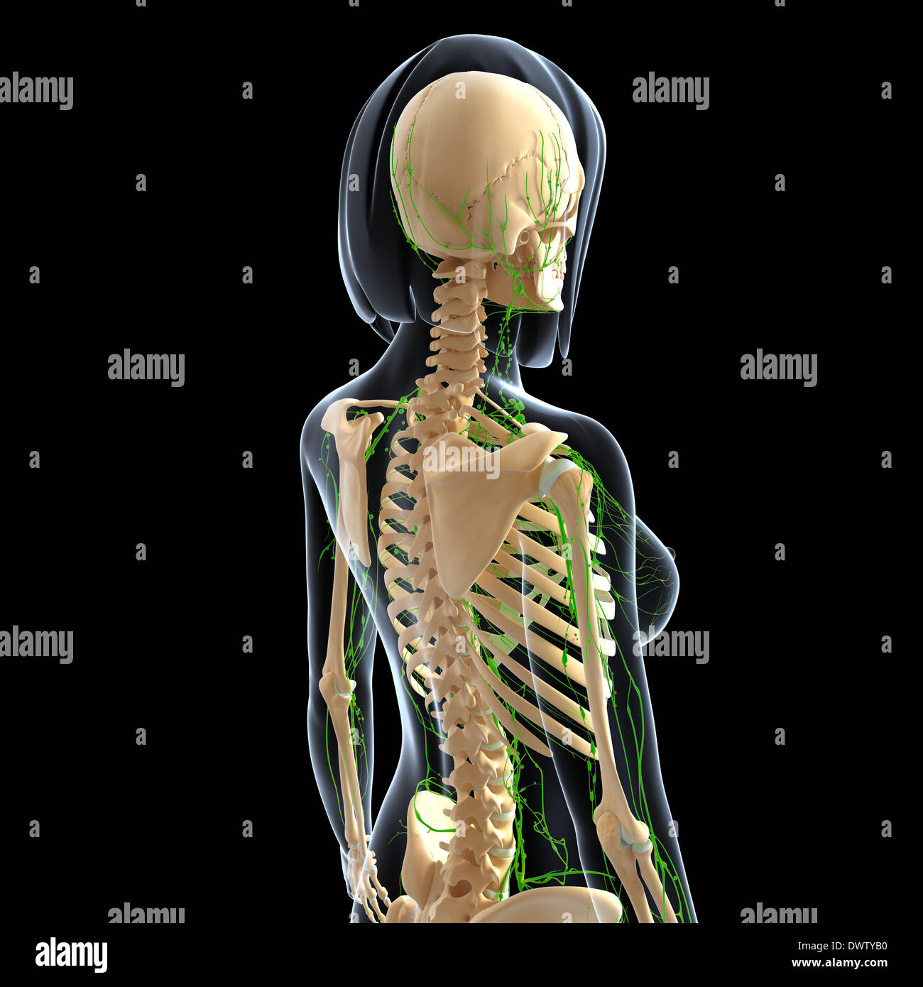 Lymphatic system back drawing Stock Photo - Alamy