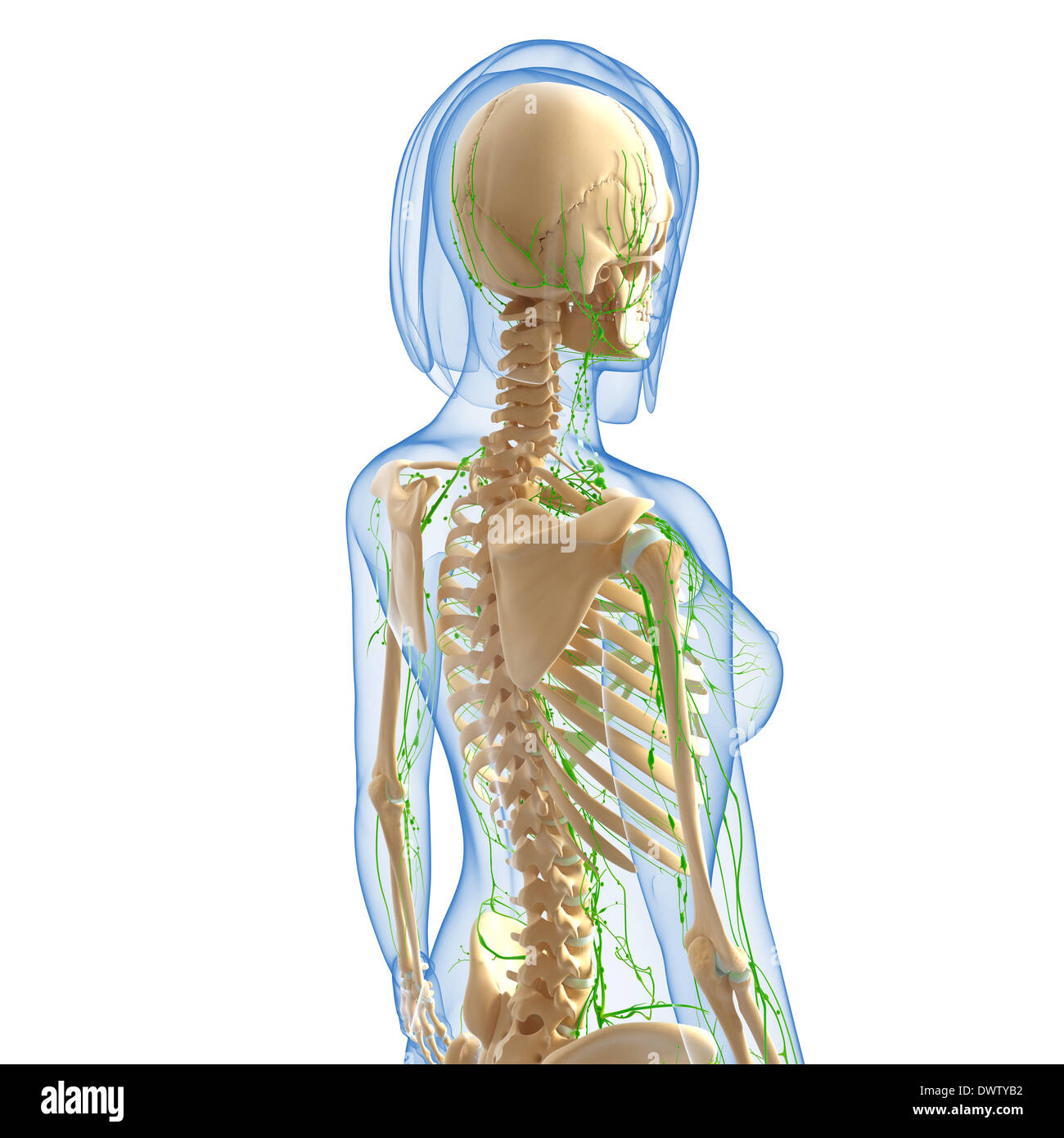 Lymphatic system back drawing Stock Photo - Alamy