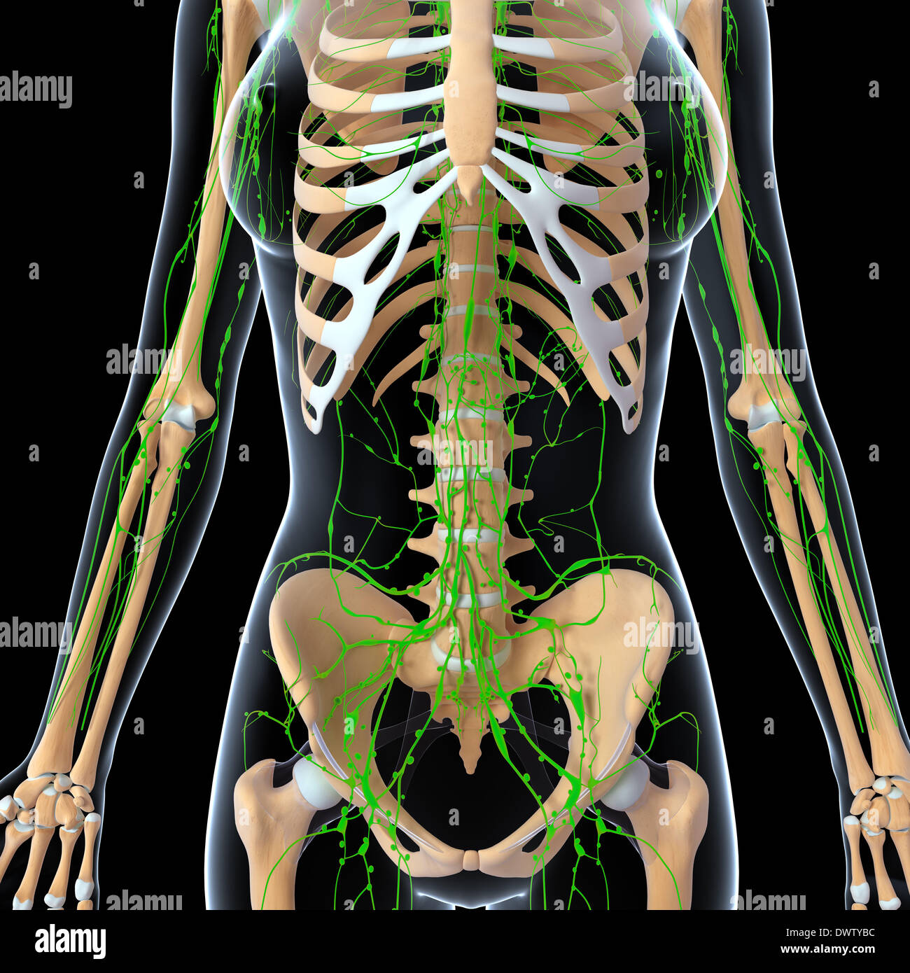 Lymphatic system abdomen drawing Stock Photo - Alamy