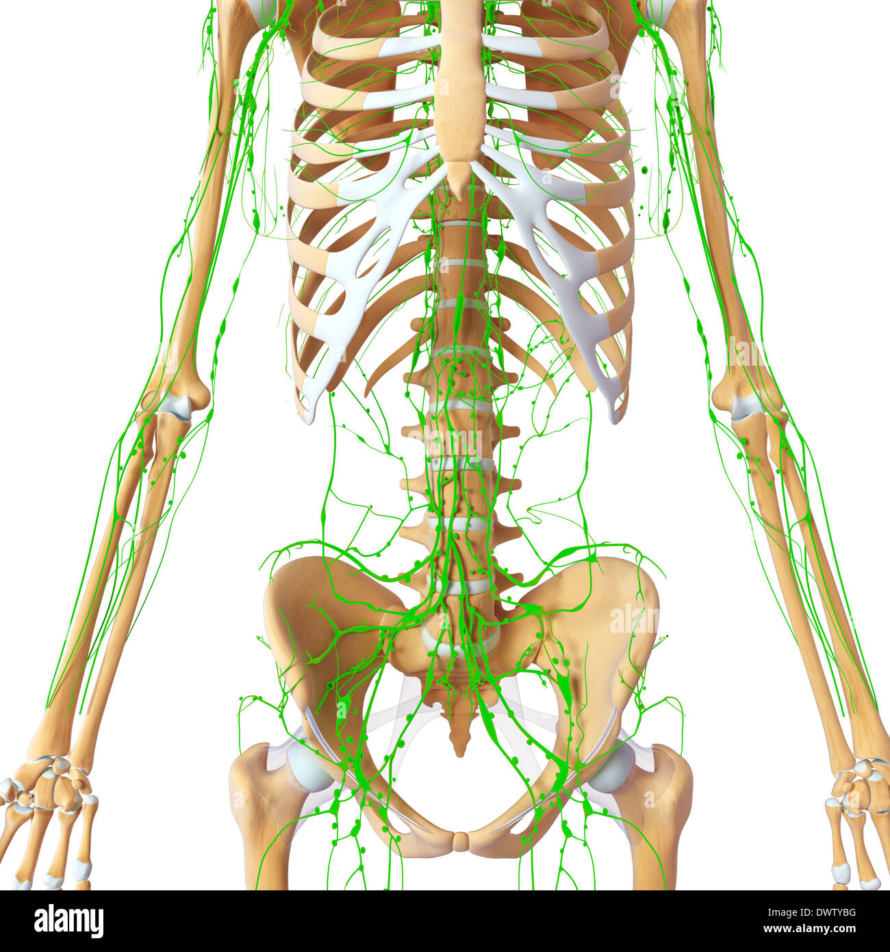 Lymphatic system abdomen drawing Stock Photo - Alamy