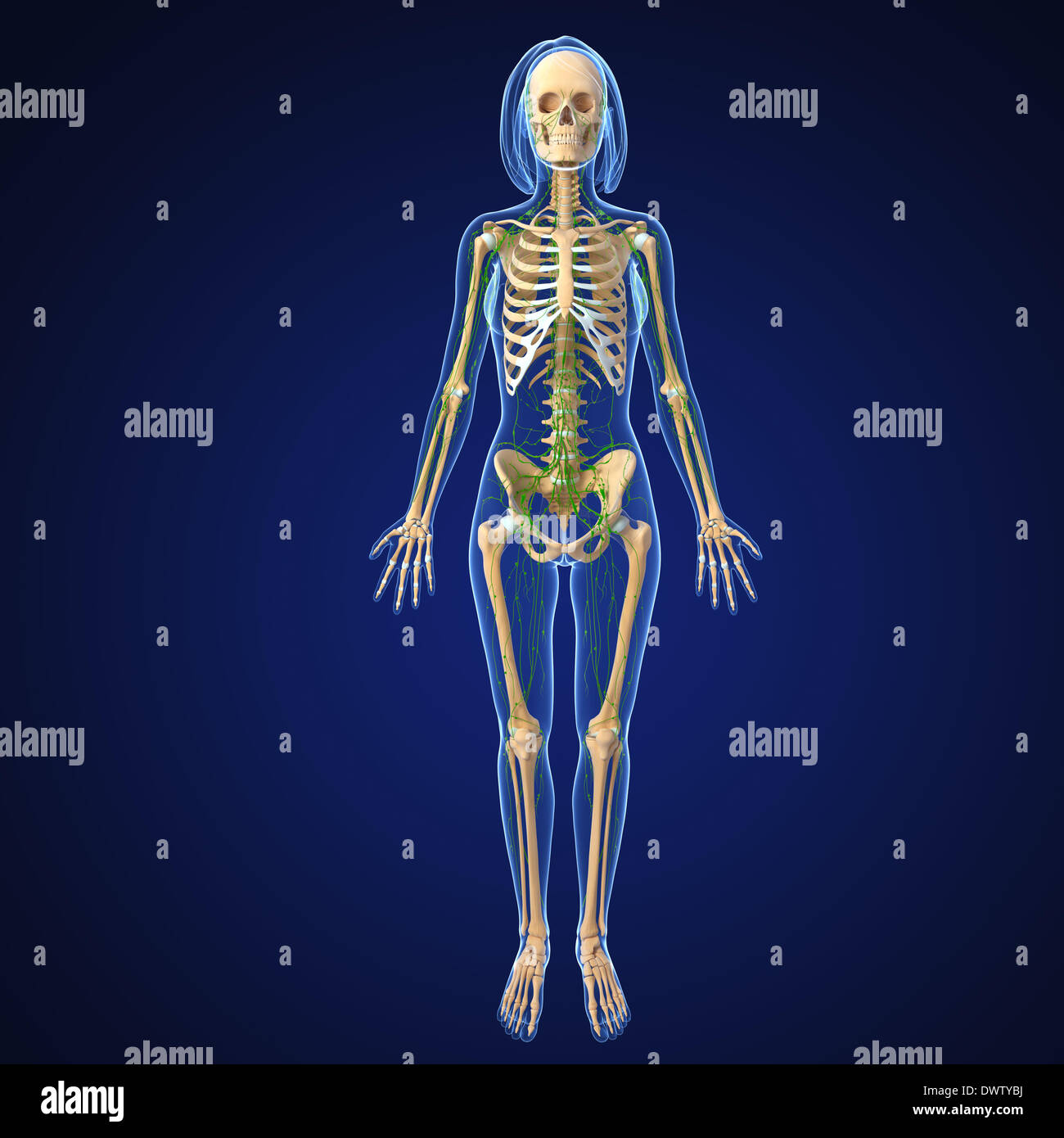Lymphatic system drawing Stock Photo - Alamy