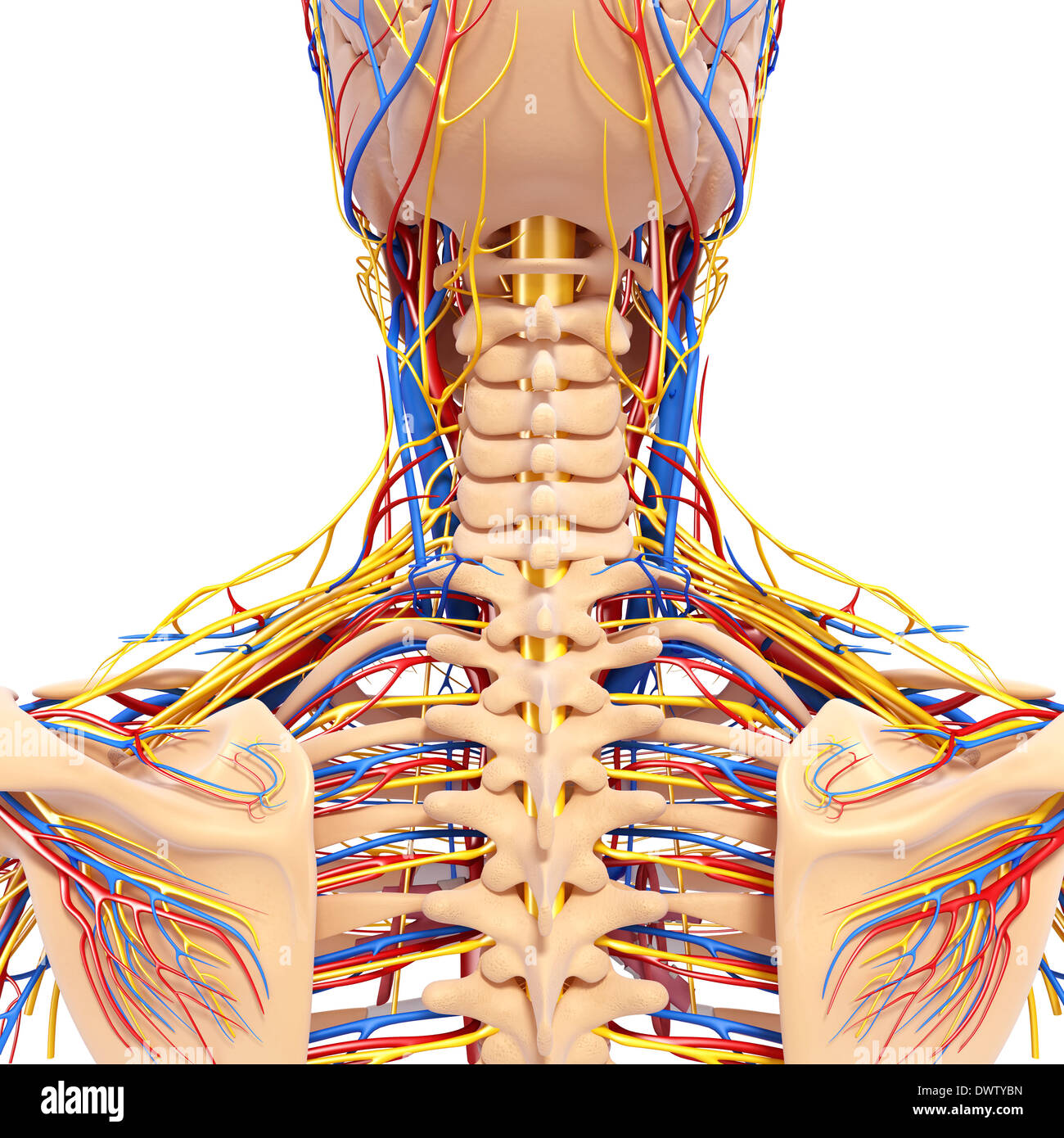 Blood circulation neck head drawing hi-res stock photography and images ...