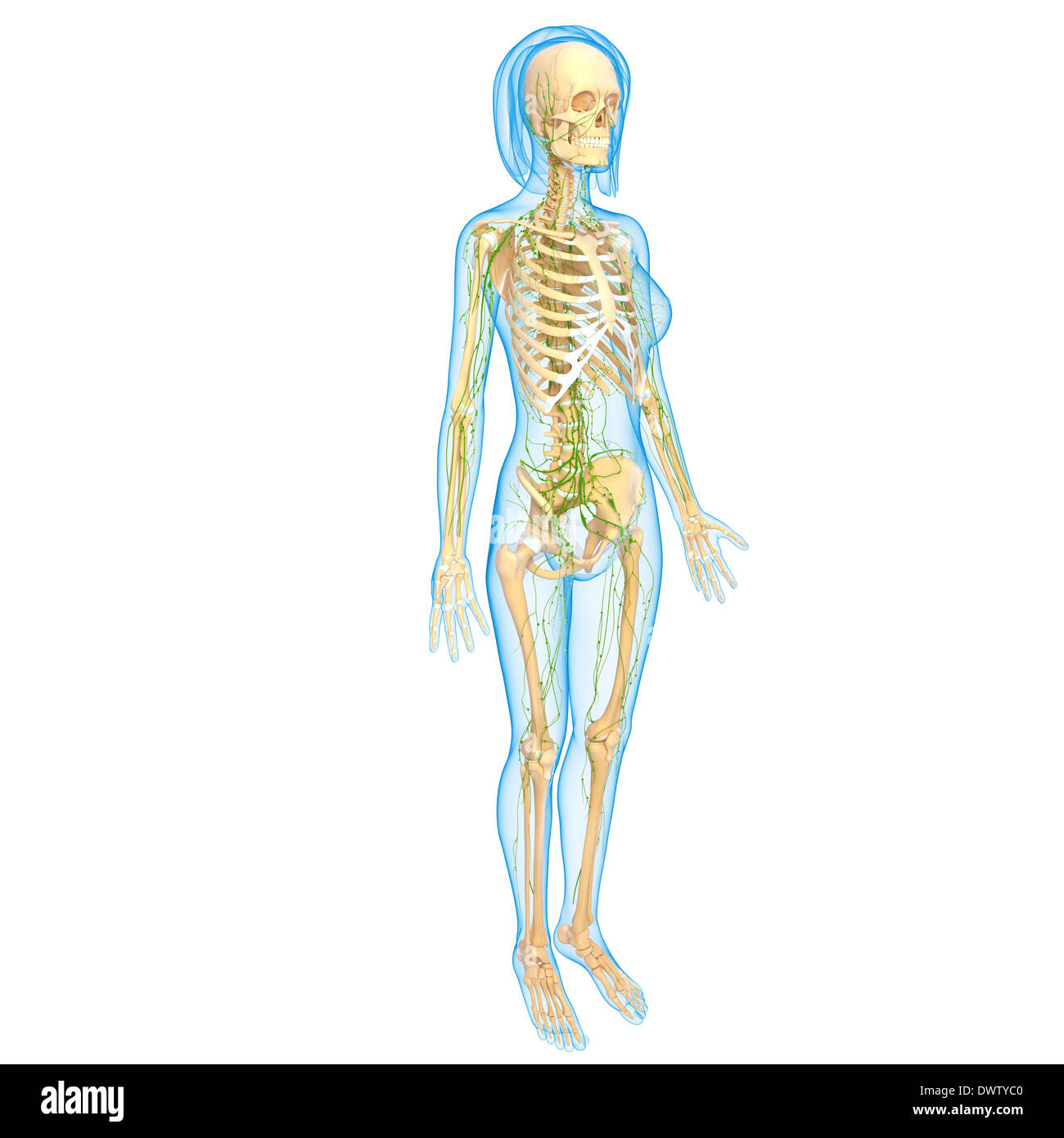 Lymphatic system drawing Stock Photo - Alamy