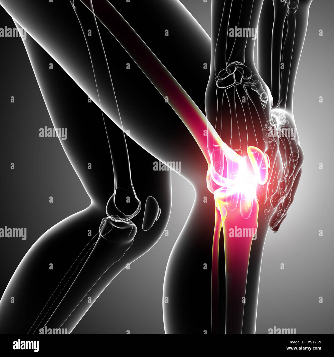 Tibia Drawing High Resolution Stock Photography and Images - Alamy