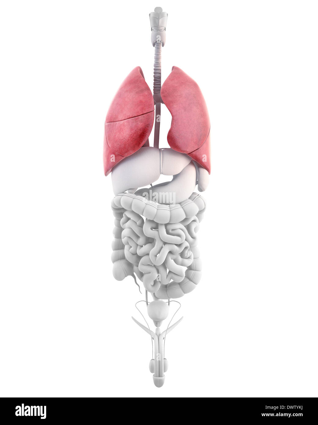 Respiratory system drawing Stock Photo - Alamy