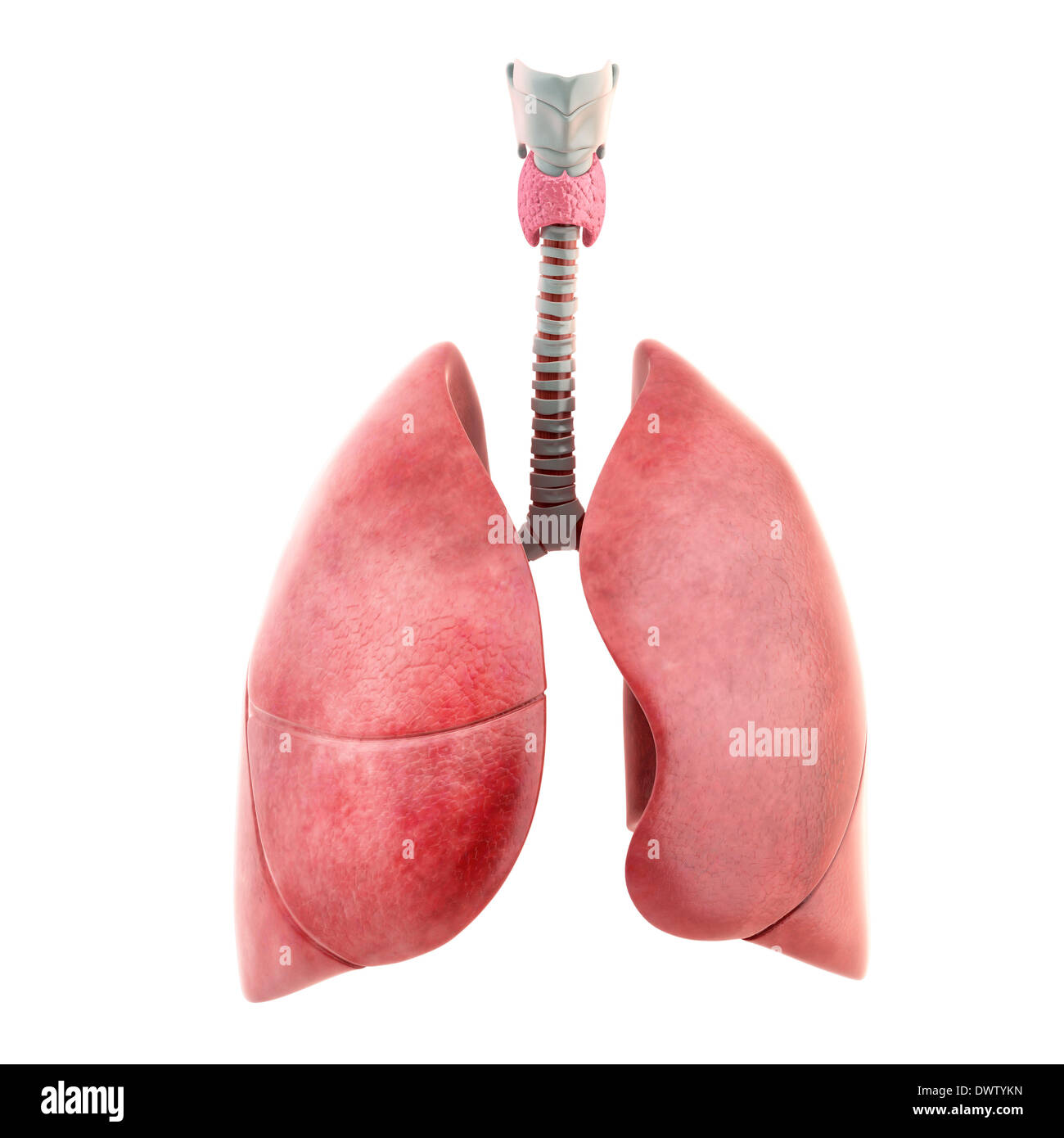 Respiratory system drawing Stock Photo - Alamy