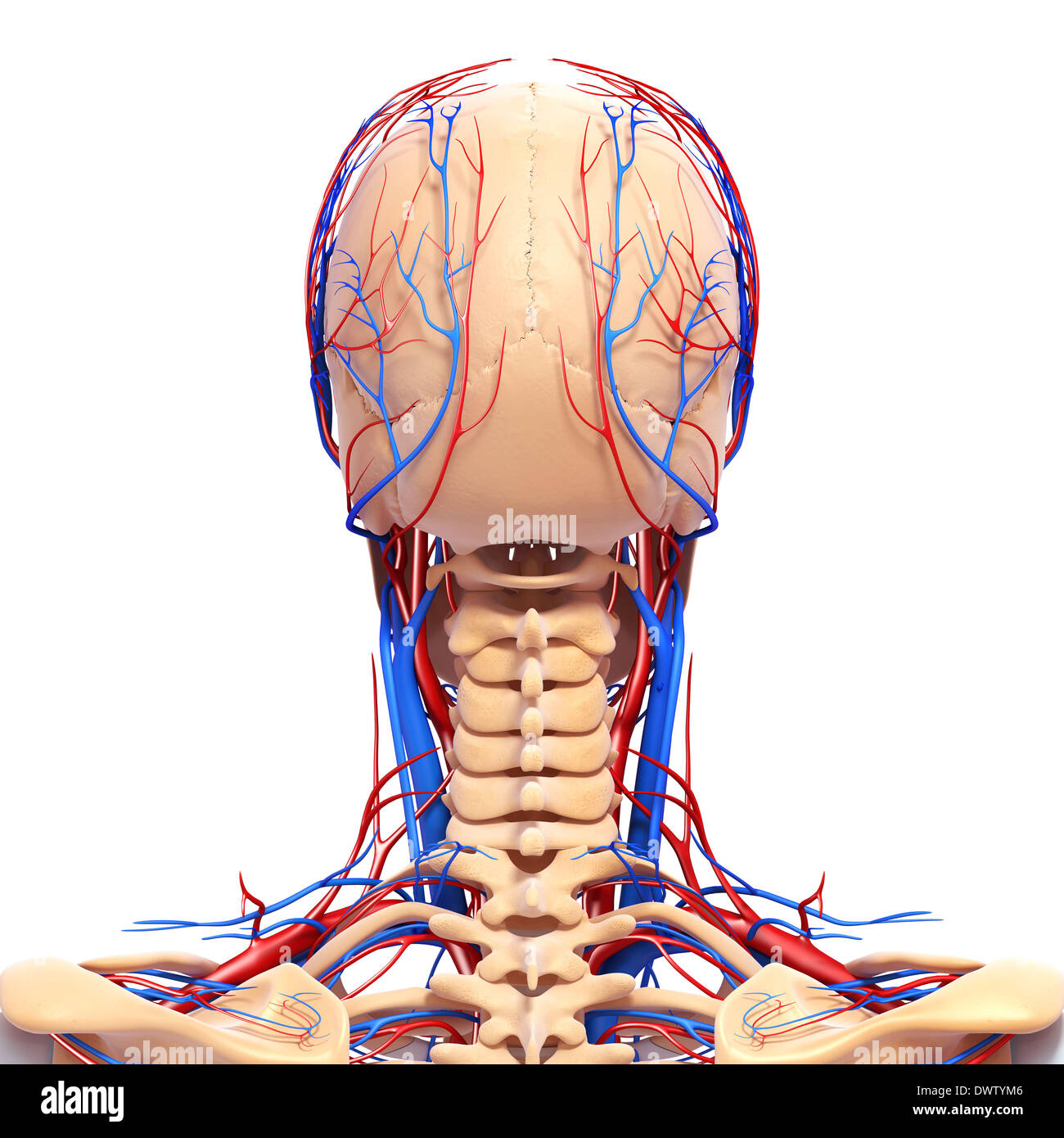 Drawing anatomy neck nape of the hi-res stock photography and images ...