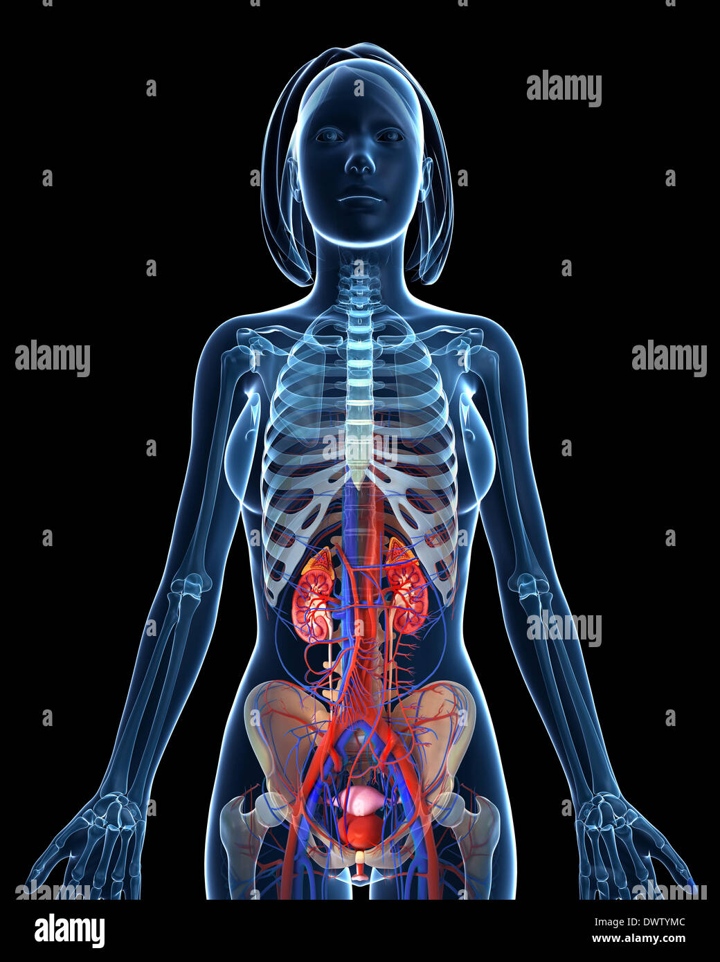 Urinary system drawing hi-res stock photography and images - Alamy