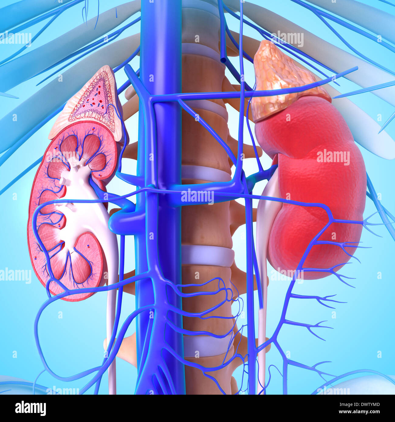 Kidney drawing hi-res stock photography and images - Alamy