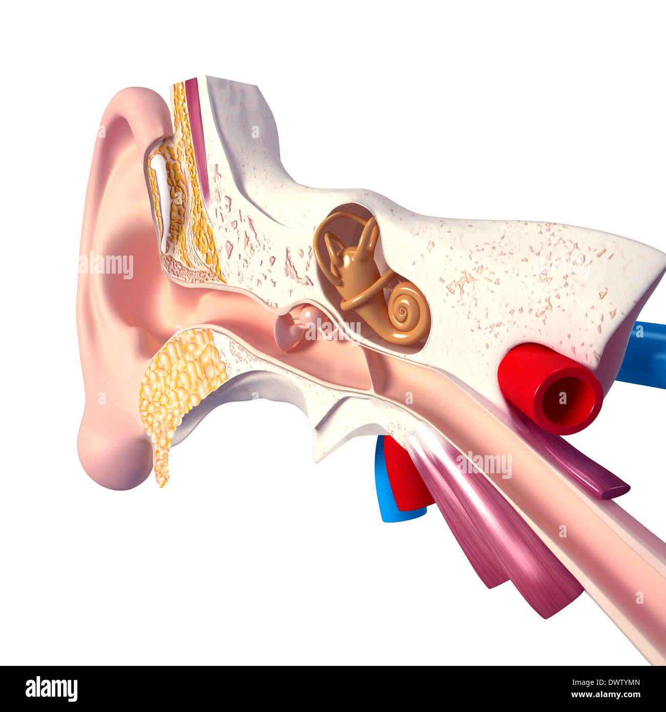 Human ear hammer anvil and stirrup hi-res stock photography and images ...