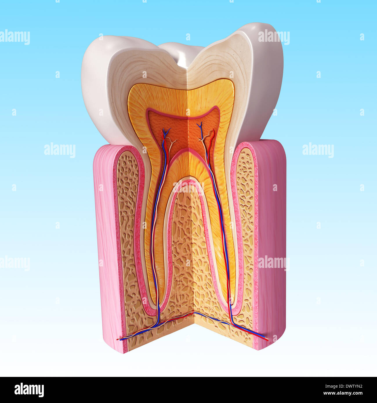 Periodontium hi-res stock photography and images - Alamy
