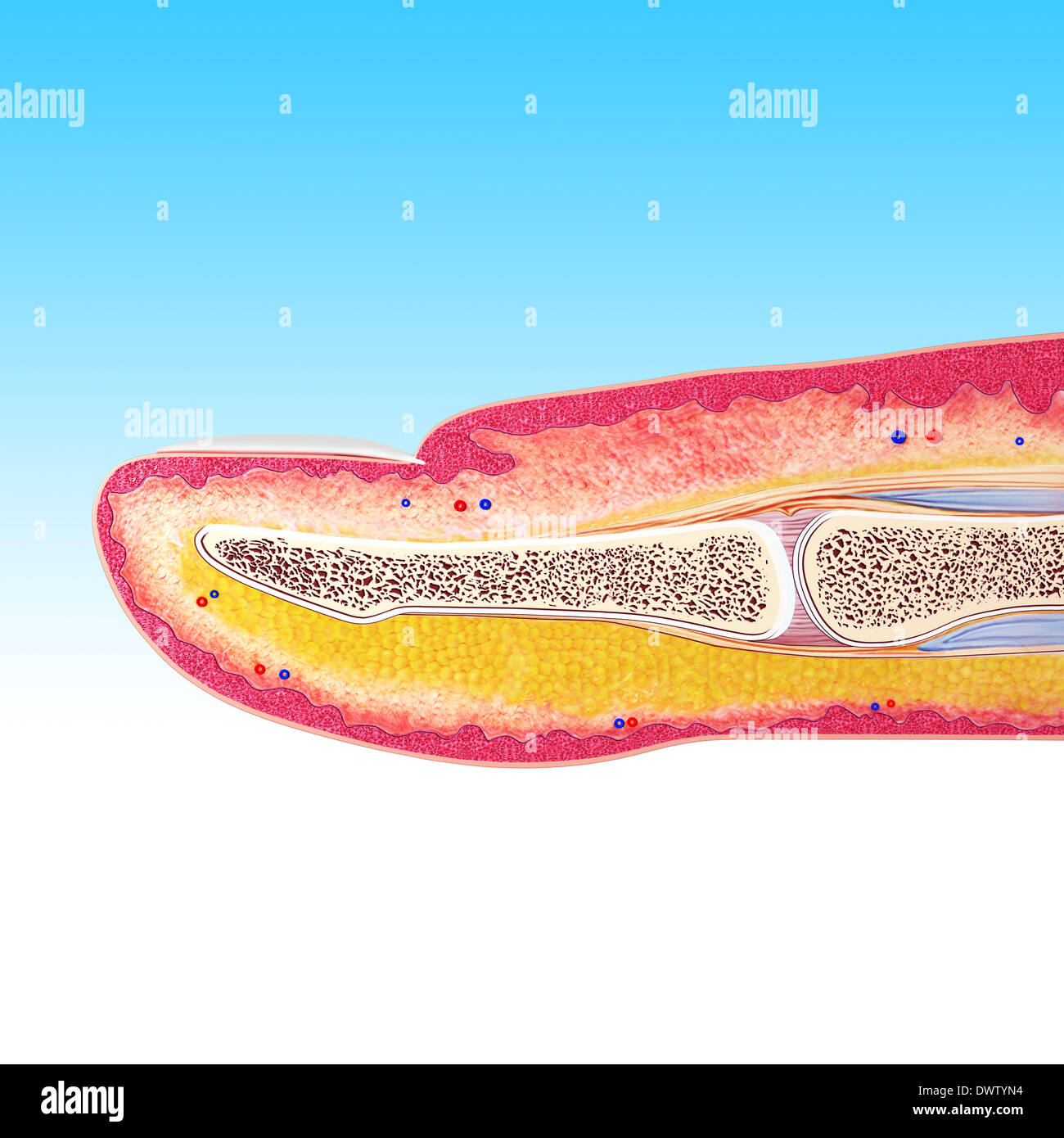 Finger anatomy drawing Stock Photo - Alamy