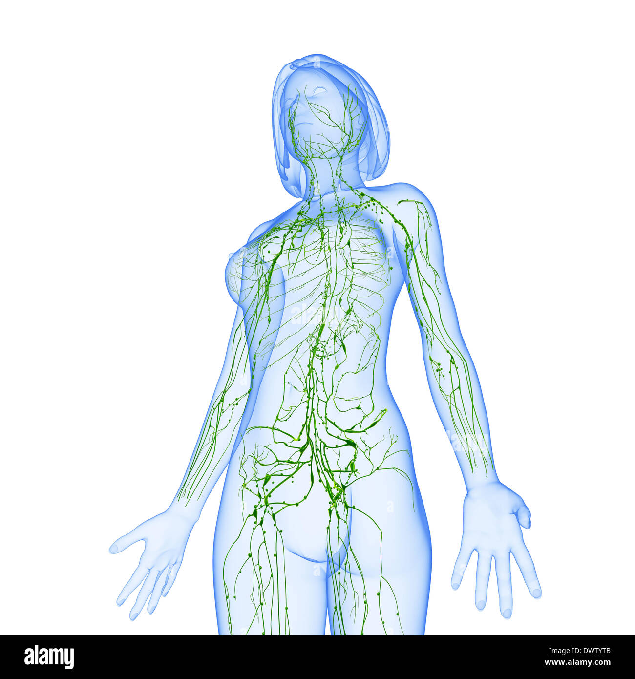 Lymphatic system thorax drawing Stock Photo - Alamy