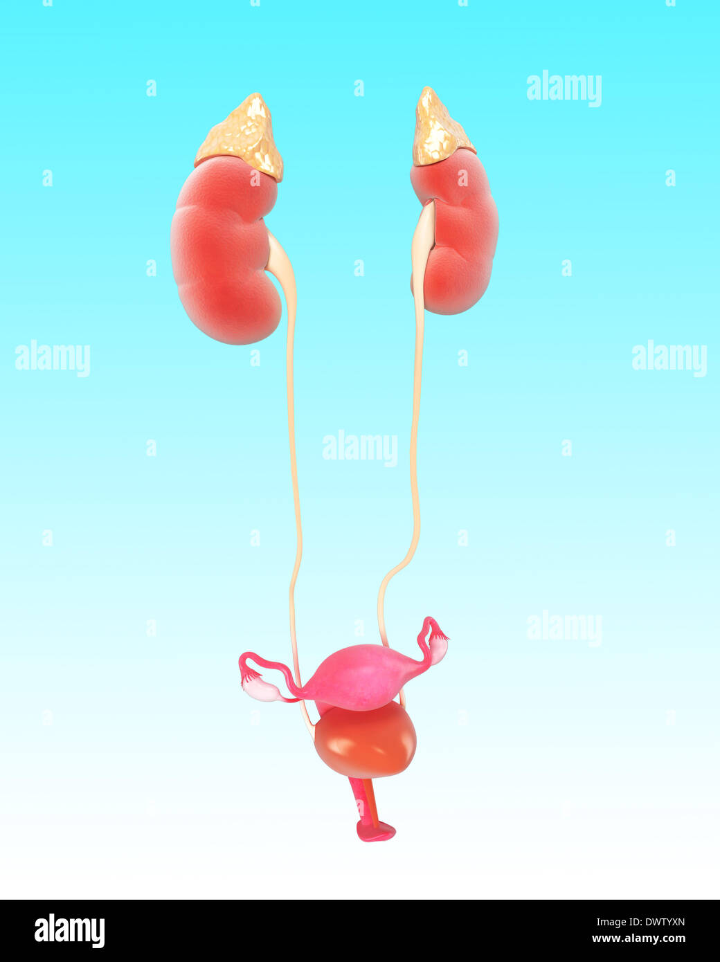 Urinary system drawing Stock Photo - Alamy