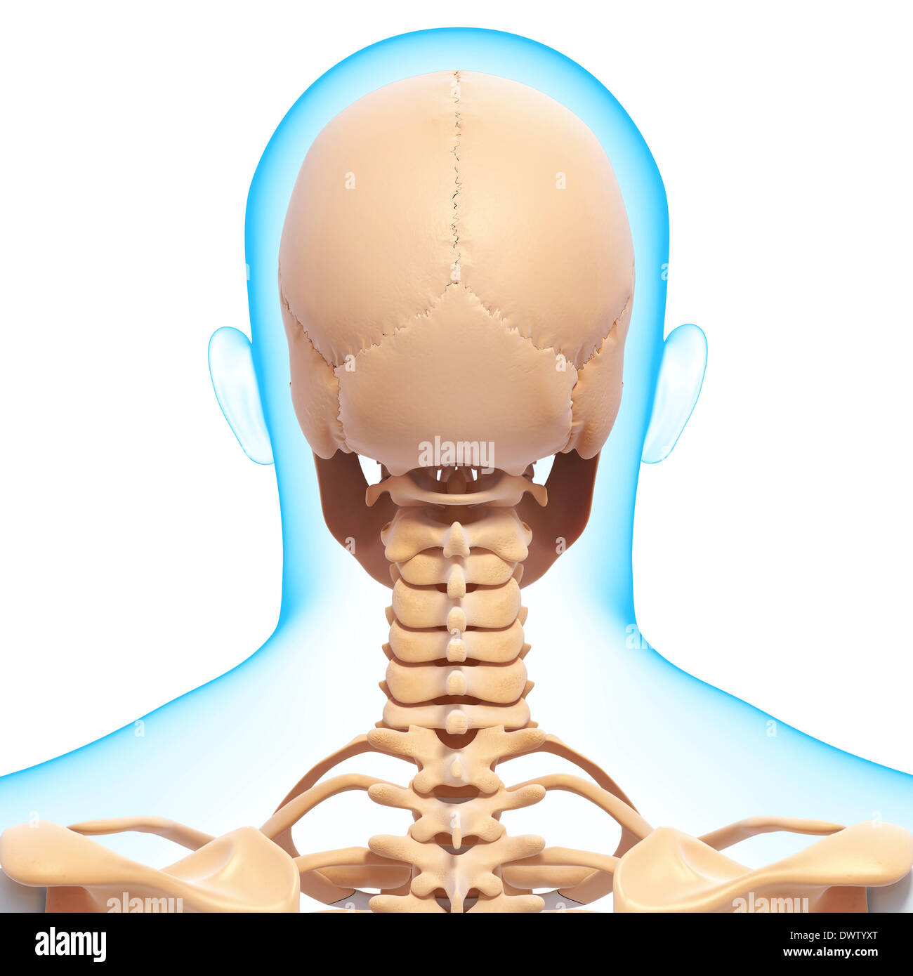 Cervical vertebra drawing hi-res stock photography and images - Alamy