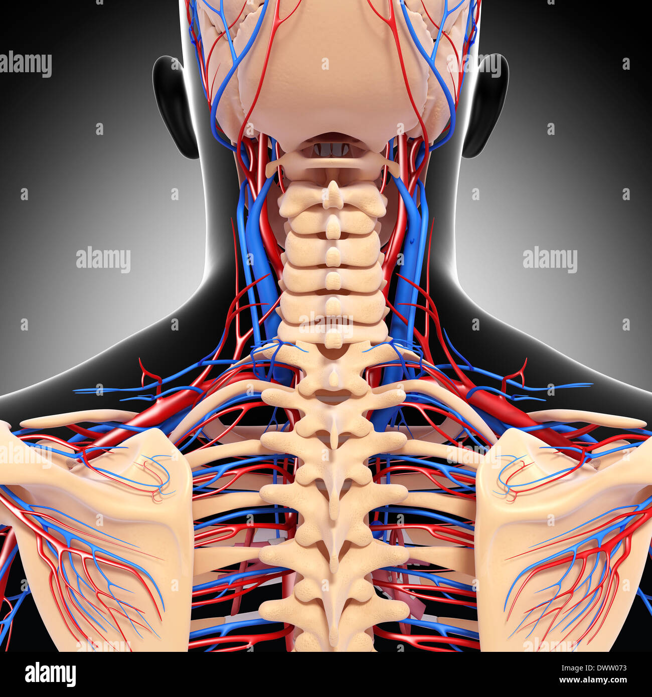 Blood circulation nape of the neck drawing Stock Photo - Alamy