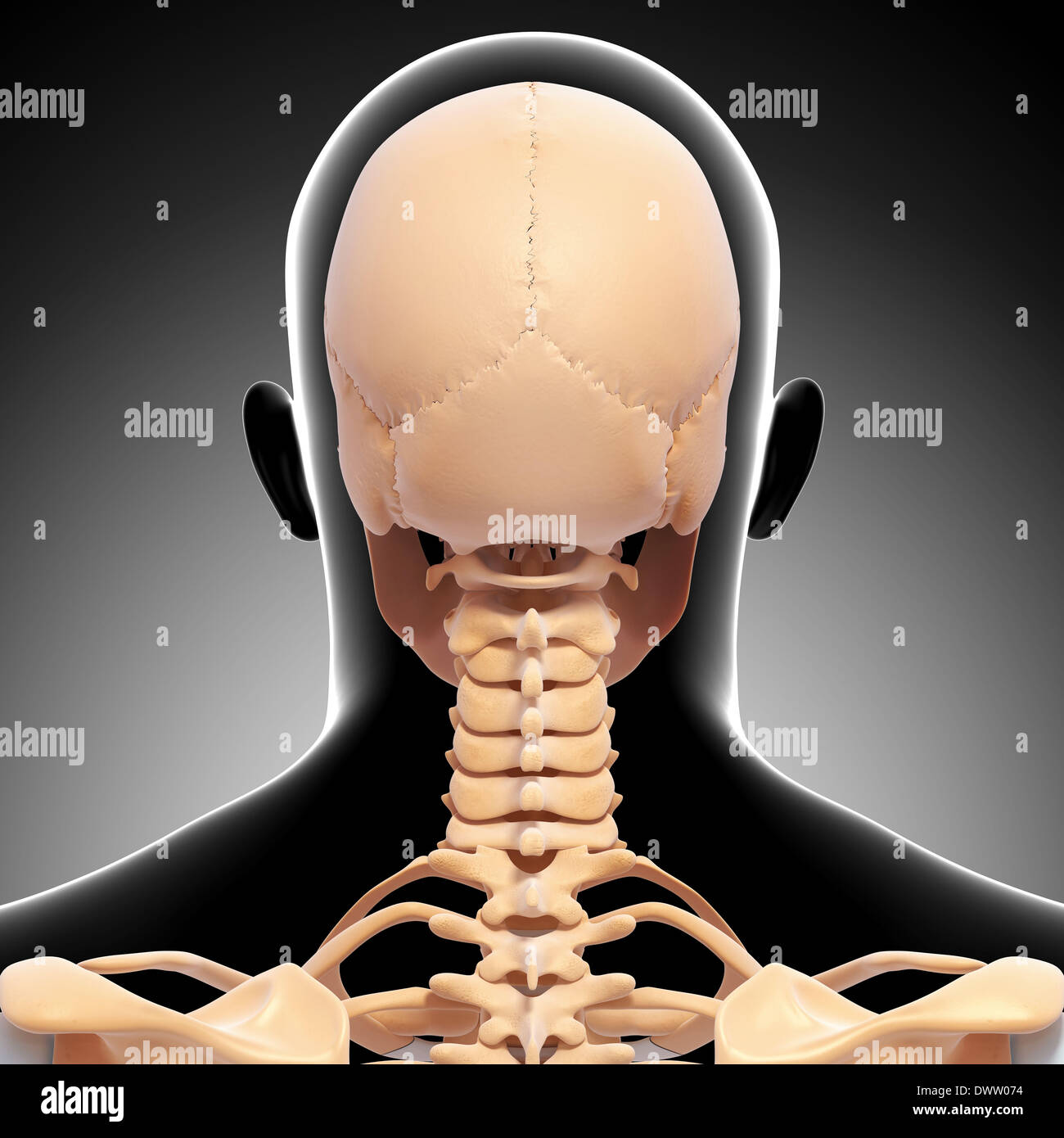 Cervical Vertebra Drawing High Resolution Stock Photography and Images ...