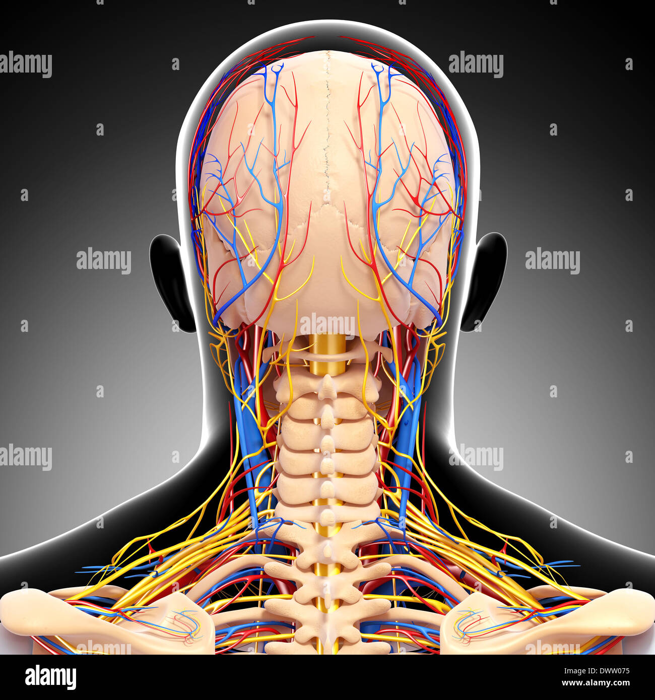 Blood circulation neck head drawing hi-res stock photography and images ...