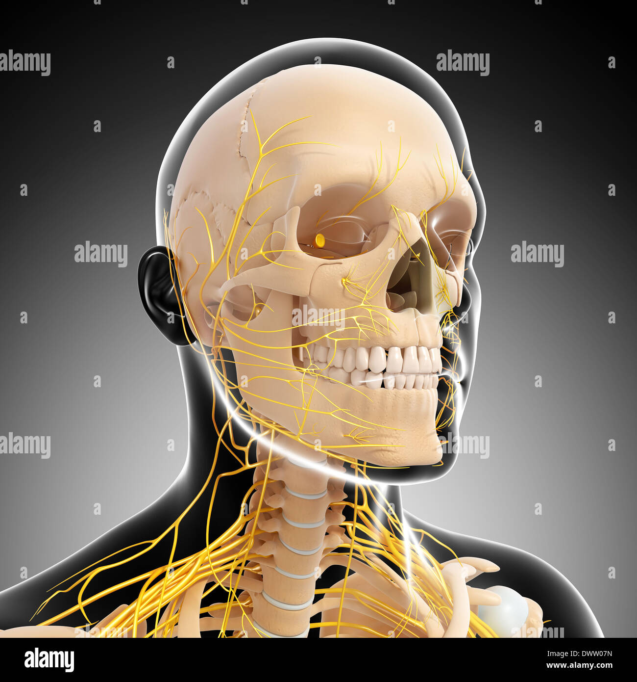 Peripheral nervous system head neck drawing Stock Photo - Alamy