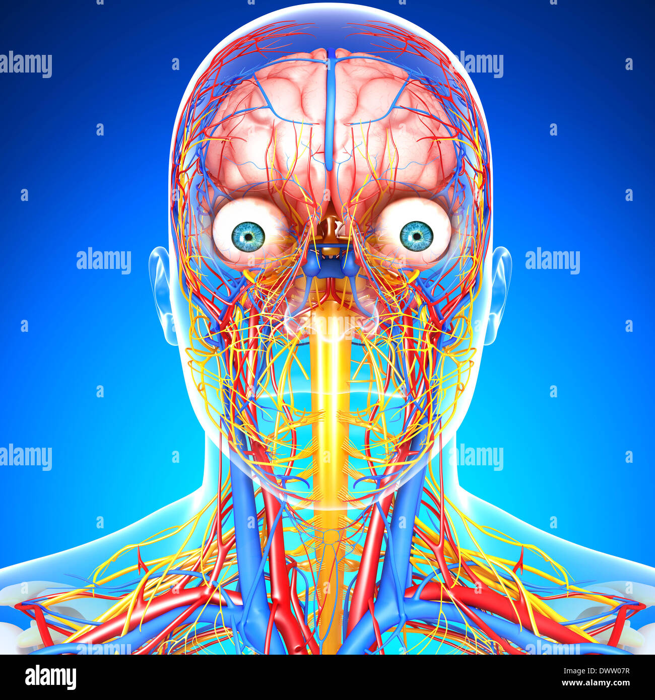Nervous system drawing Stock Photo - Alamy