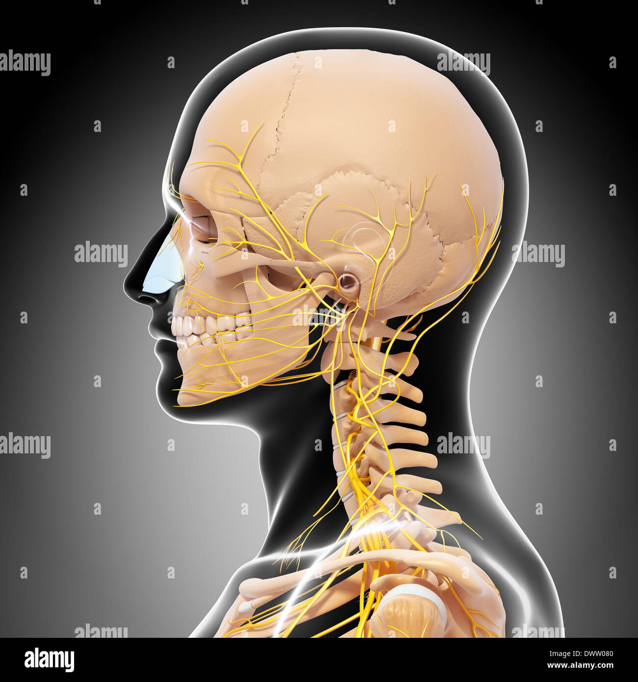 Peripheral nervous system head neck drawing Stock Photo - Alamy
