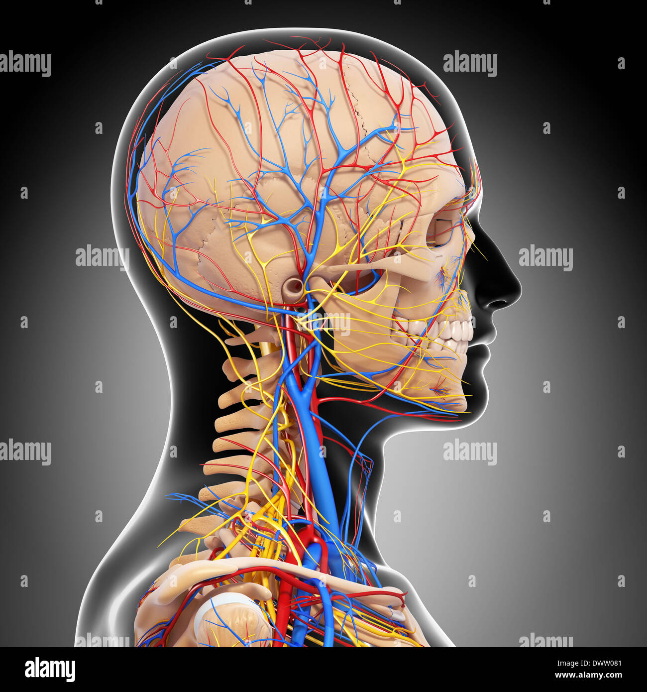 Blood circulation neck head drawing Stock Photo - Alamy