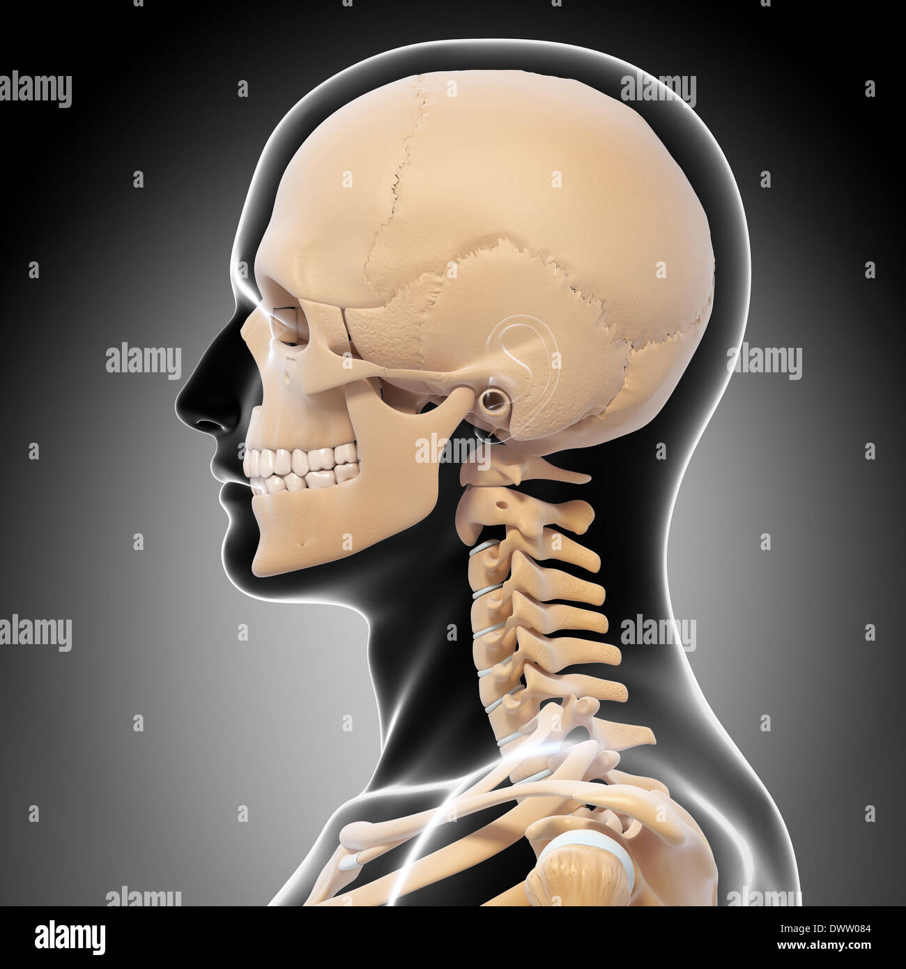 Drawing anatomy neck nape of the hi-res stock photography and images ...